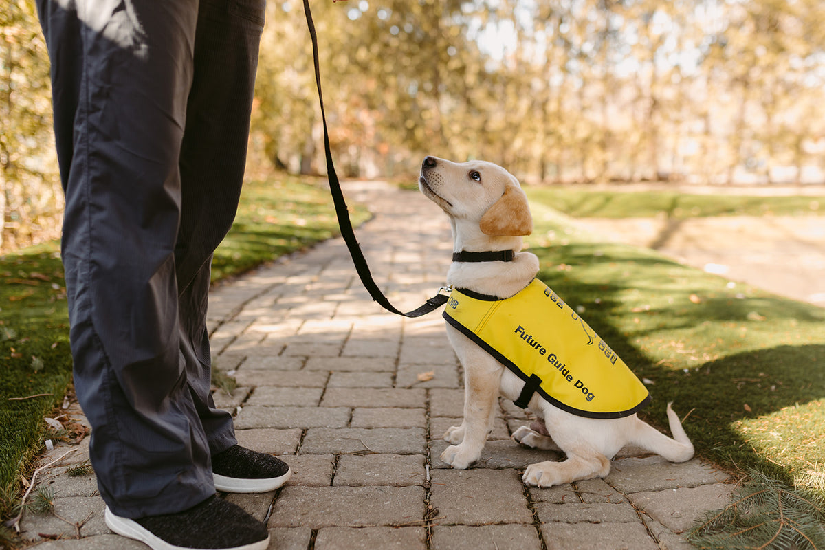 CNIB Guide Dogs Training and veterinary care – CNIB Brighter Gifts